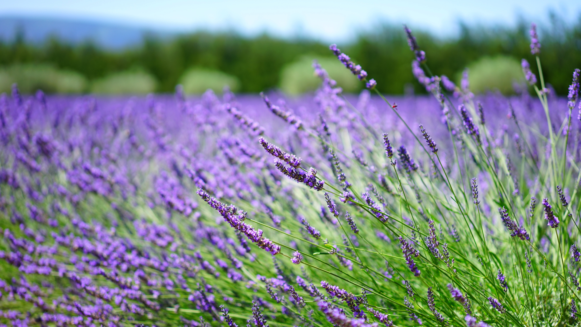 Fragancias en Castilla-La Mancha | Web oficial de Turismo de Castilla ...
